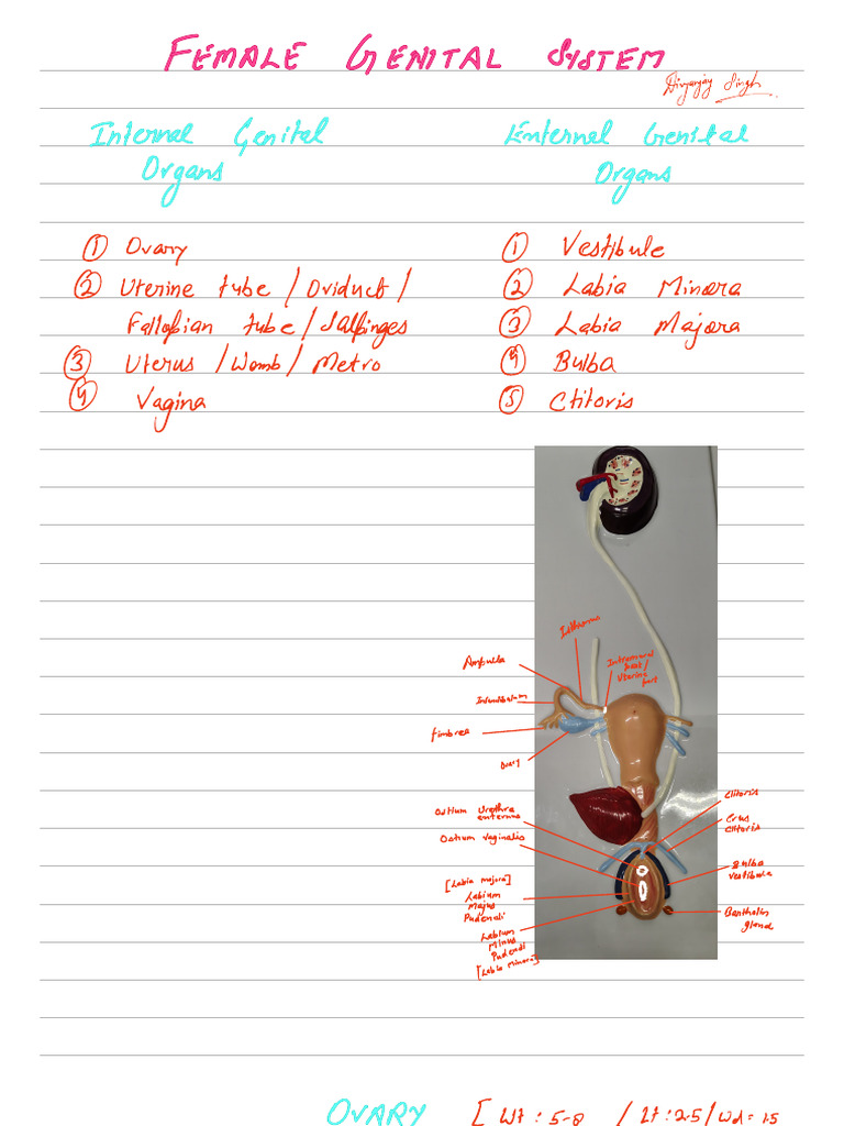 Female Genital Organs QTG | PDF