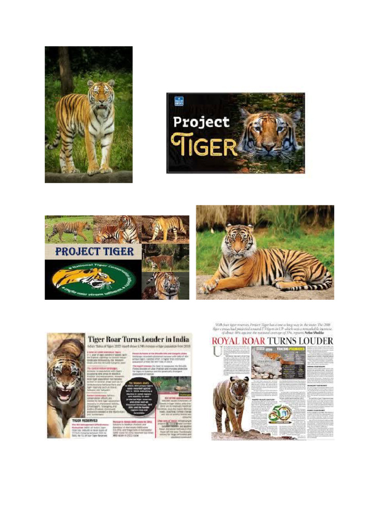 Tiger Report | PDF