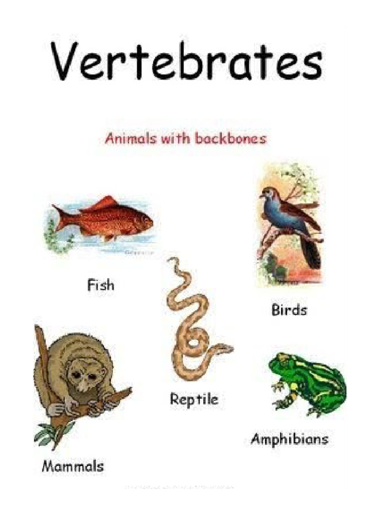 Vertebrates & Invertebrates | PDF