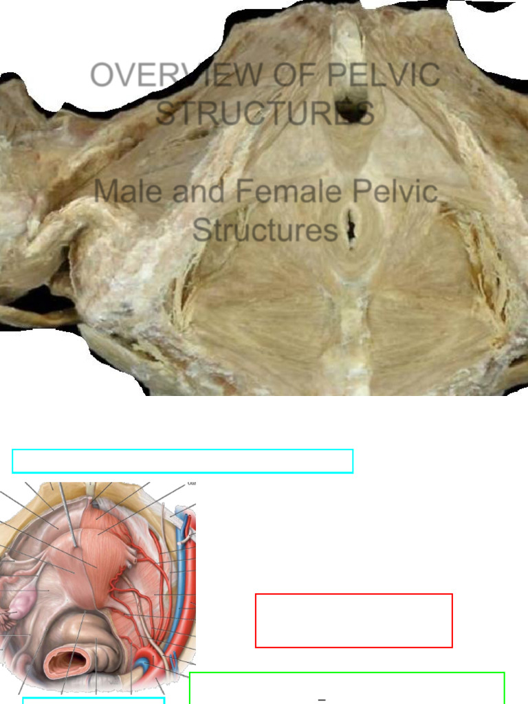 Pelvic Anatomy: Male and Female Structures | PDF | Uterus | Labia