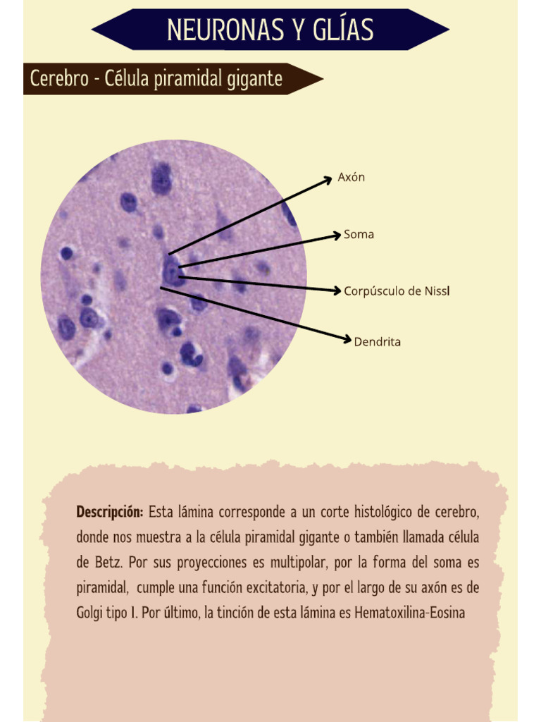 Atlas Histologia Neuro | PDF