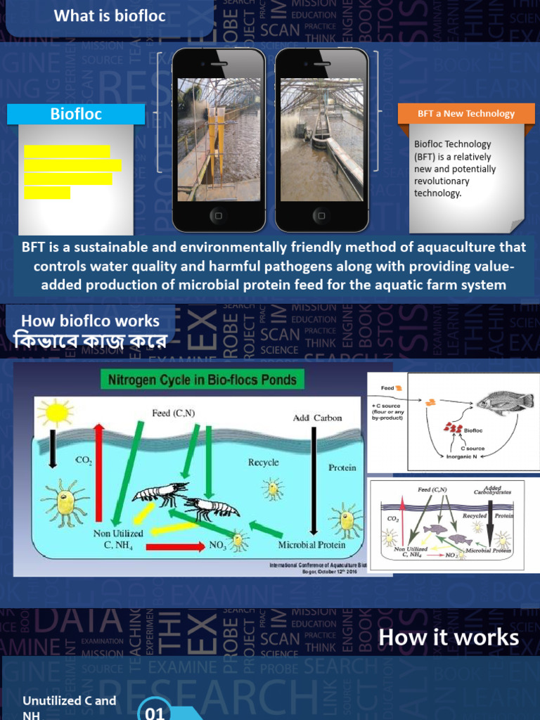Biofloc Information For WorldFish | PDF | Nutrients | Bacteria