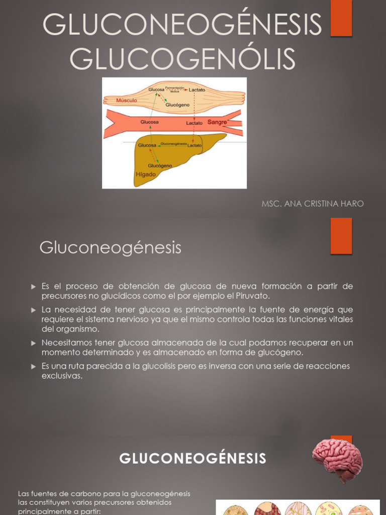 Glucogénesis, Glucogenolisis | PDF | Glucógeno | Metabolismo