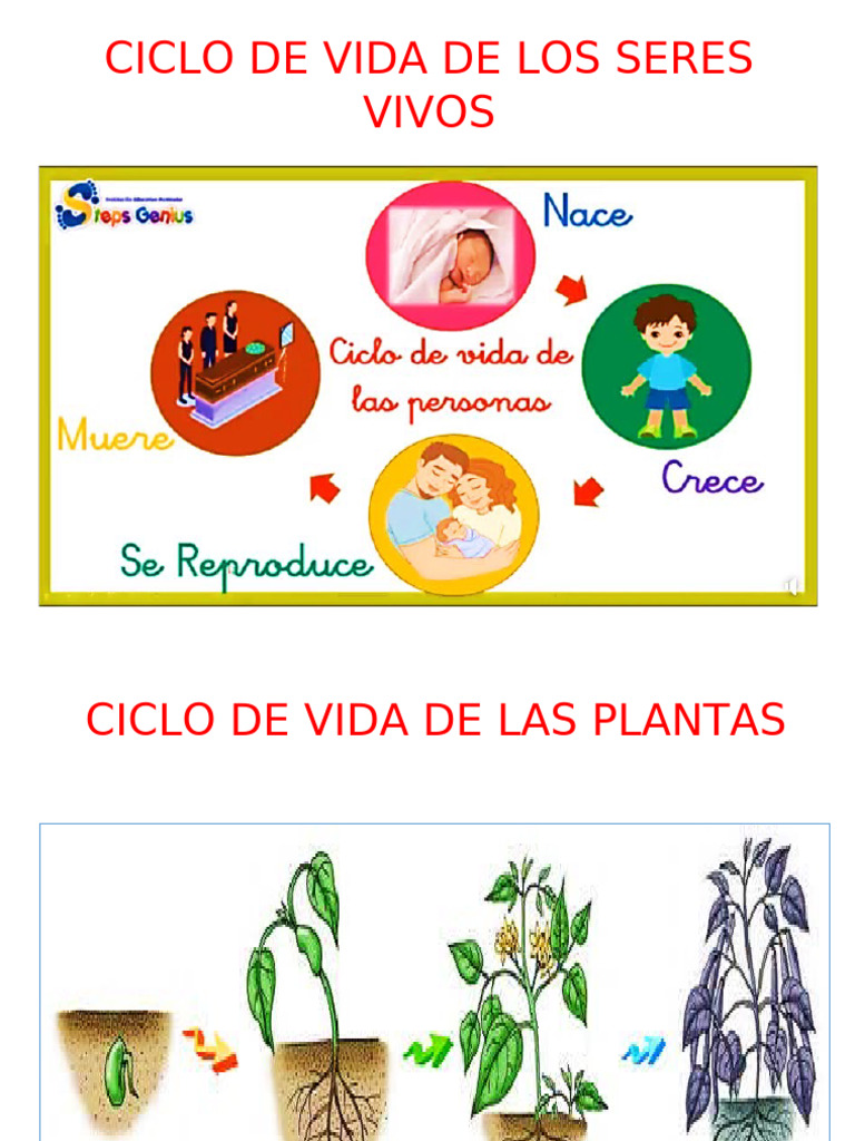 Ciclo de Vida | PDF