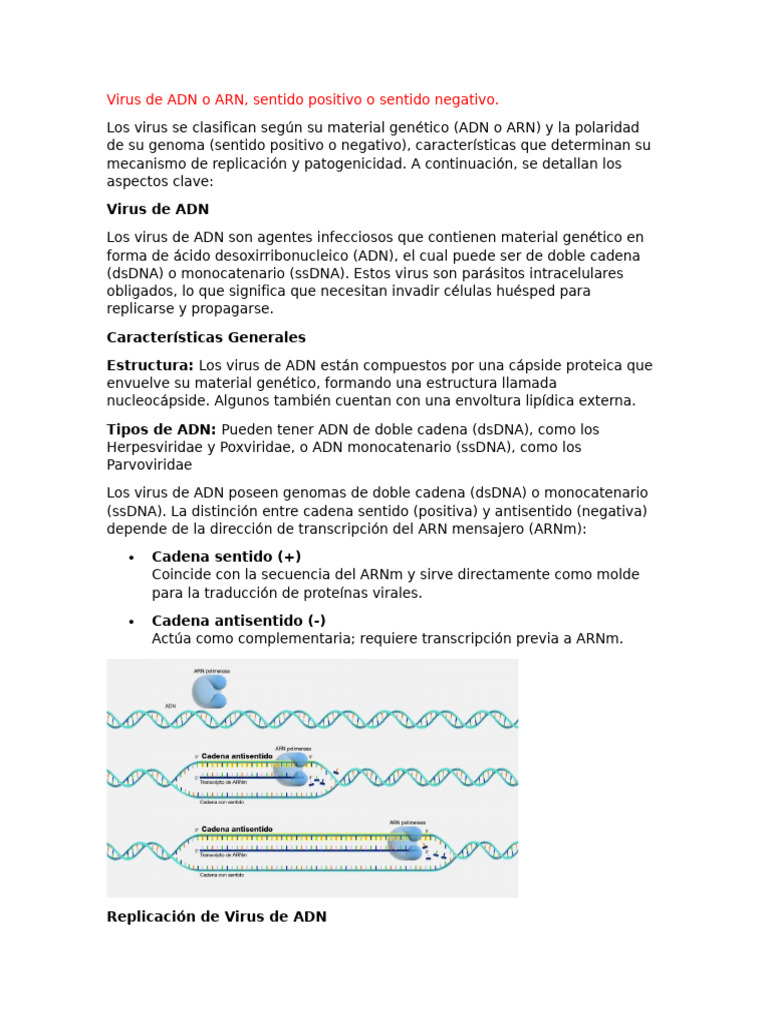 Virus de ADN o ARN, Sentido Positivo o Sentido Negativo. | PDF | Virus | Rna