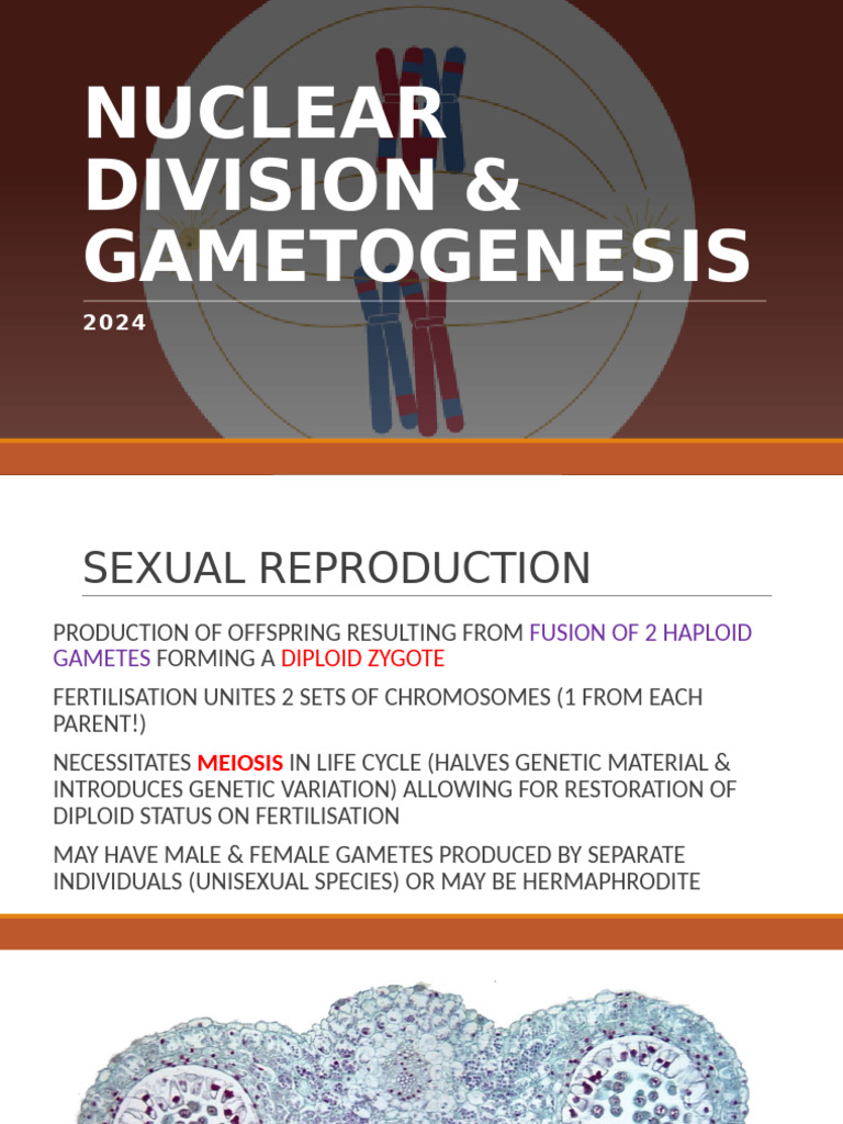 Meiosis and Gametogenesis | PDF