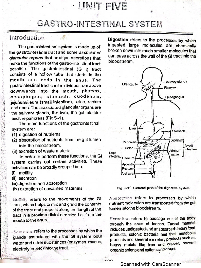 GIT Physiology by Oyebola | PDF