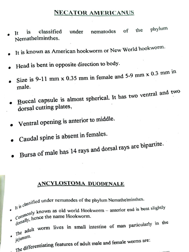 MBBS Practical Cestodes and Nematodes | PDF | Zoology