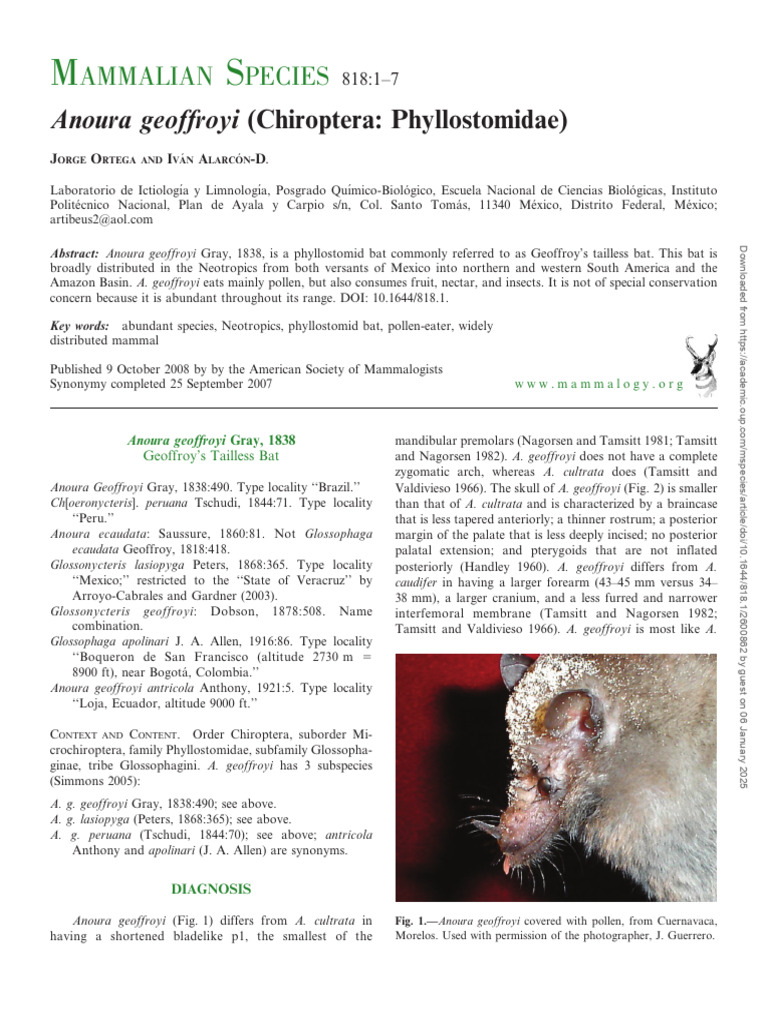 Mammalian Species Anoura Geoffroyi | PDF | Cerebral Cortex