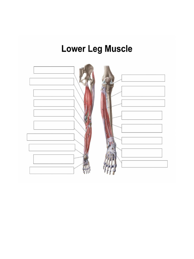 Lower Leg Muscle Diagram Blank - 191688.jpg | PDF