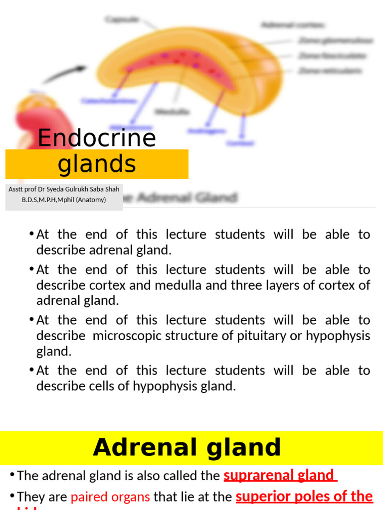 Gross and Histology of Adrenal, Pituitary Gland | PDF | Adrenal Gland | Pituitary Gland