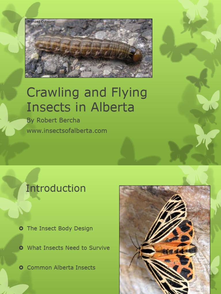 Crawling and Flying Insects in Alberta | PDF | Insects | Beetle