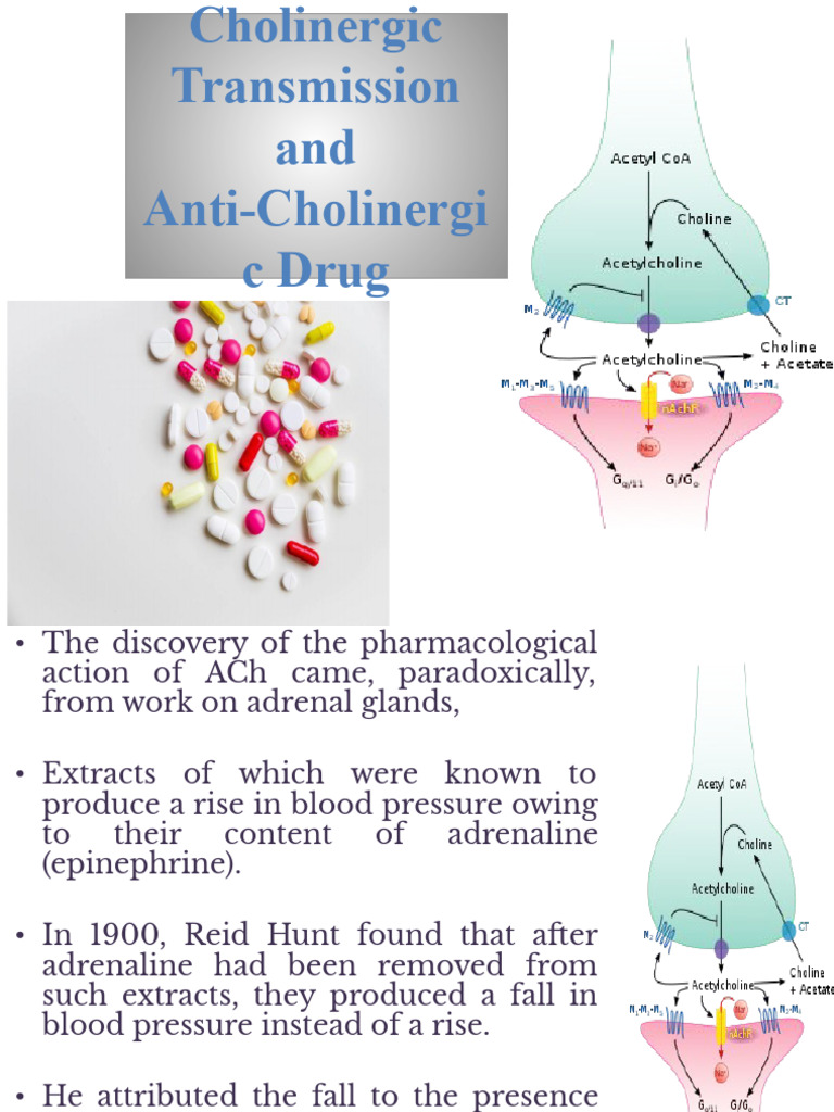 Cholinergic Transmission | PDF | Acetylcholine | Neurochemistry