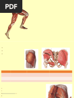 Tabela Musculos Membro Inferior | PDF | Quadril | Joelho