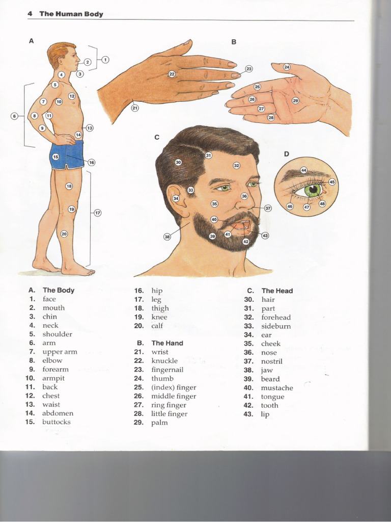 HUMAN BODY-KEY | PDF