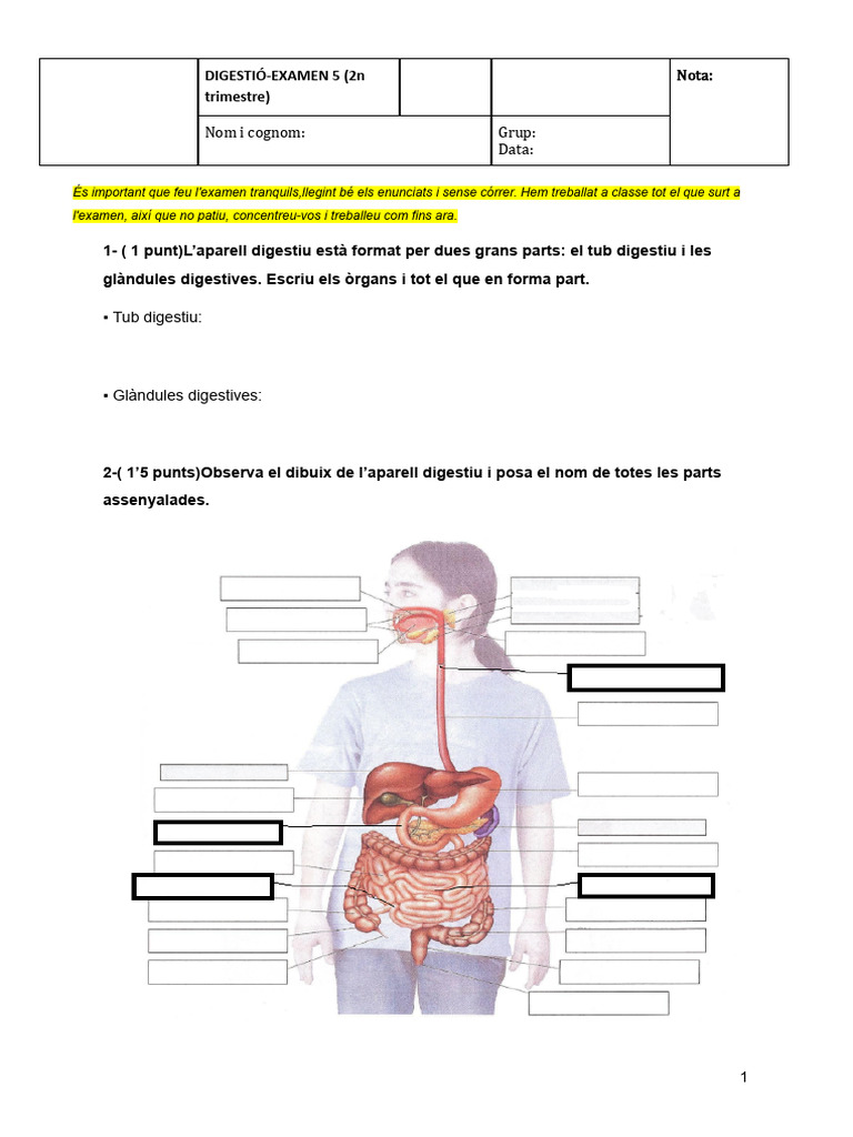 Còpia de EXAMEN 3r ESO-Digestió | PDF
