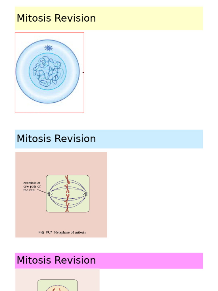 Mitosis and Meiosis Revision Guide | PDF | Meiosis | Mitosis