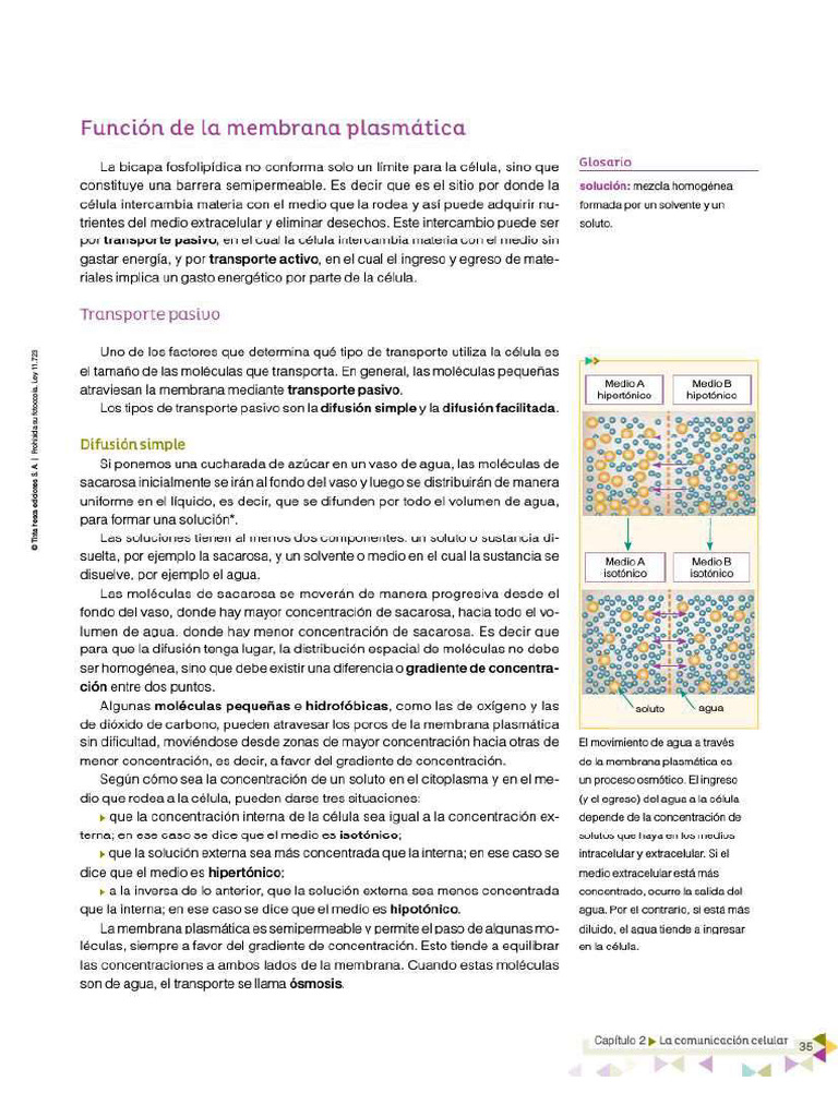 Membrana Plasmatica | PDF