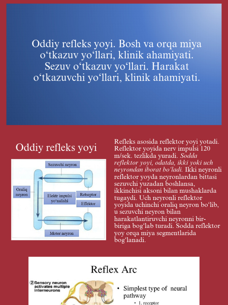 Anatomiya 11-Mavzu - PPTX - 20250505 - 070224 - 0000 PDF | PDF