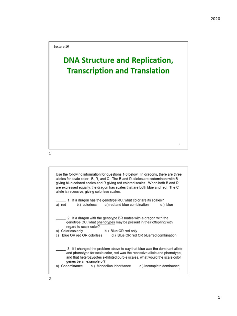 Biol 100 F'20 Lecture 16 (Canvas) 2 Slides Per | PDF | Translation (Biology) | Ribosome