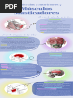 Anatomía y Funciones del Músculo Masetero | PDF | Anatomía | Cabeza y ...