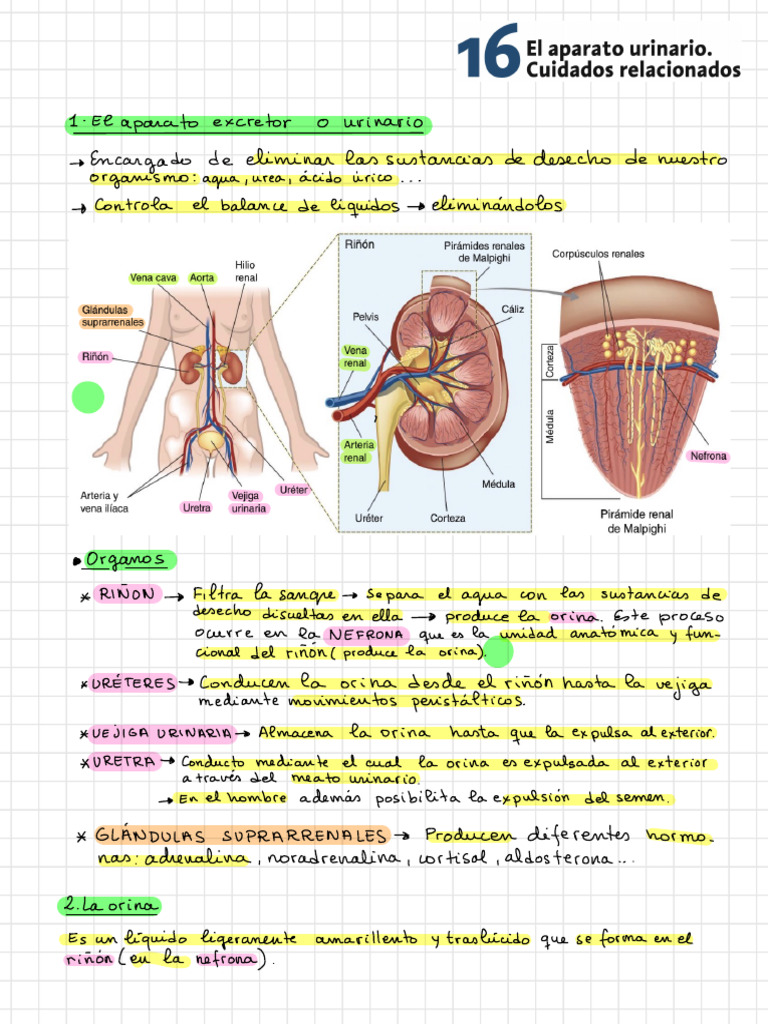 Esquema Tema 16 | PDF | Orina | Sistema urinario