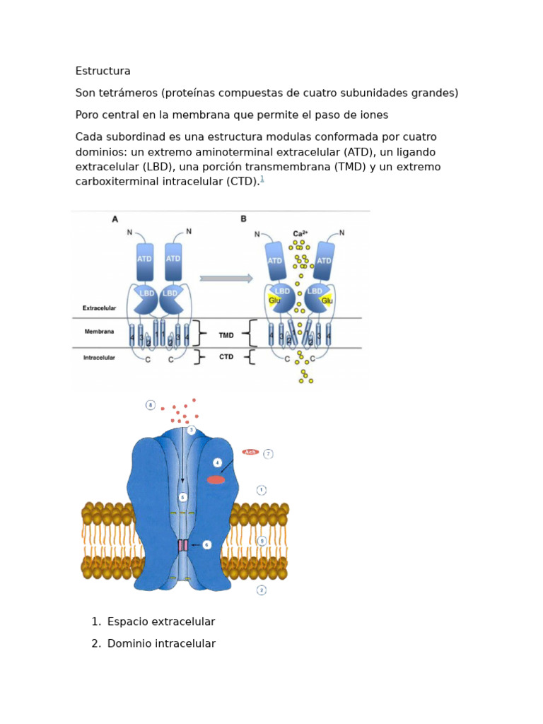 Receptores Isotropicos | PDF