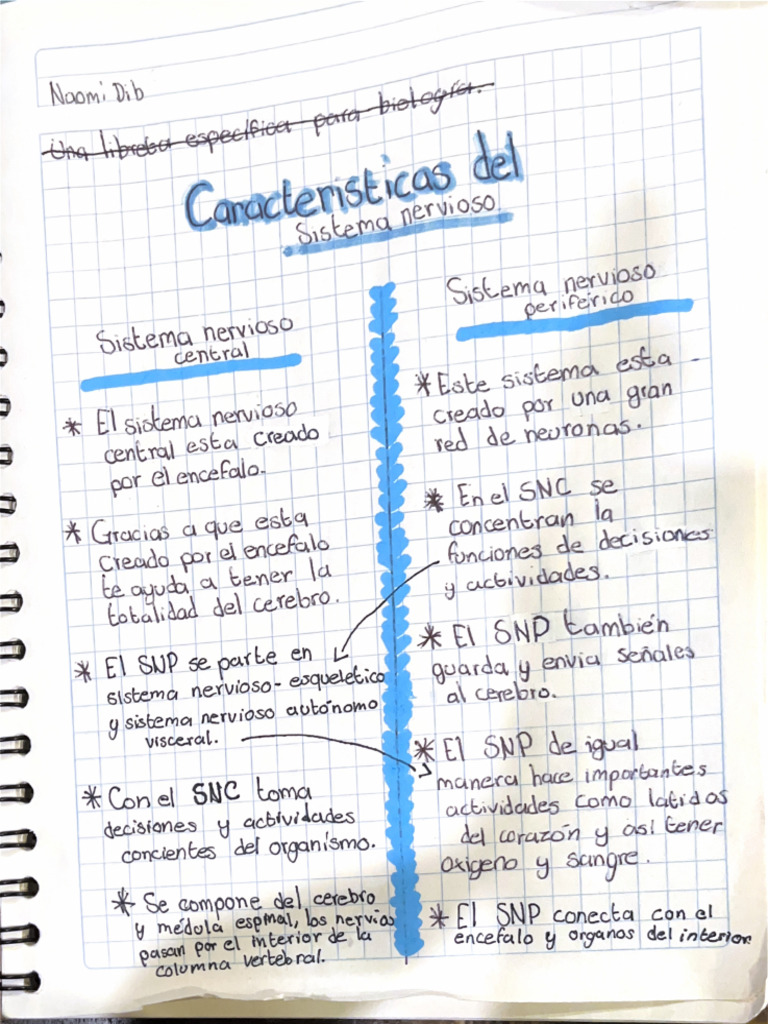 4.3 AP Sistema Nervioso Central y Sistema Nervioso Periférico (15 Ene 2025 A La(s) 19:35) | PDF