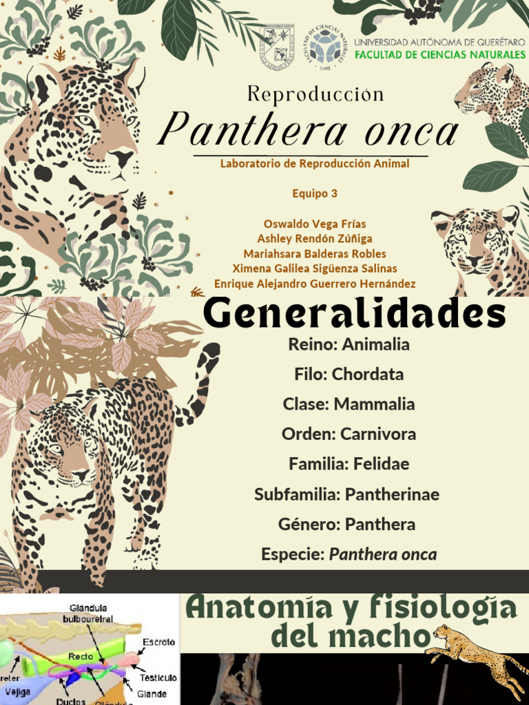 Reproducción de Panthera onca | PDF | Reproducción | Sistema reproductivo
