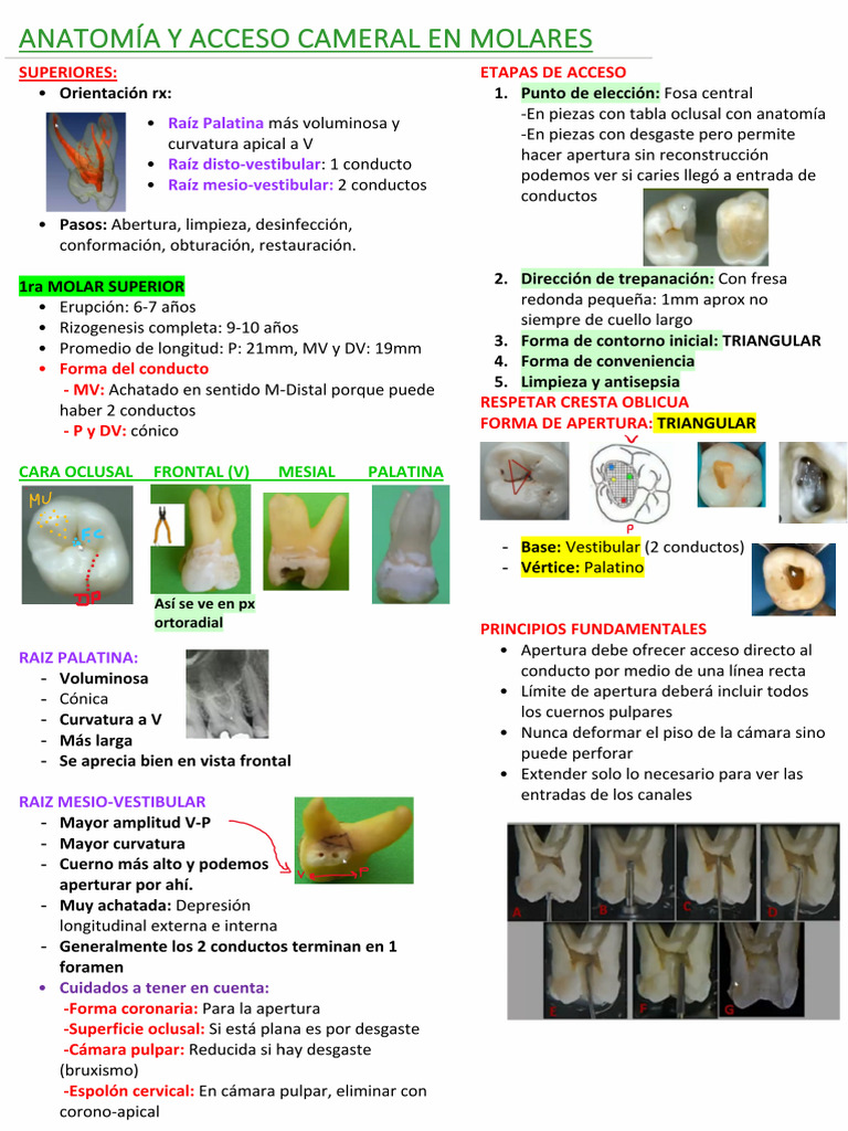 Anatomía y Acceso Cameral en Mo | PDF