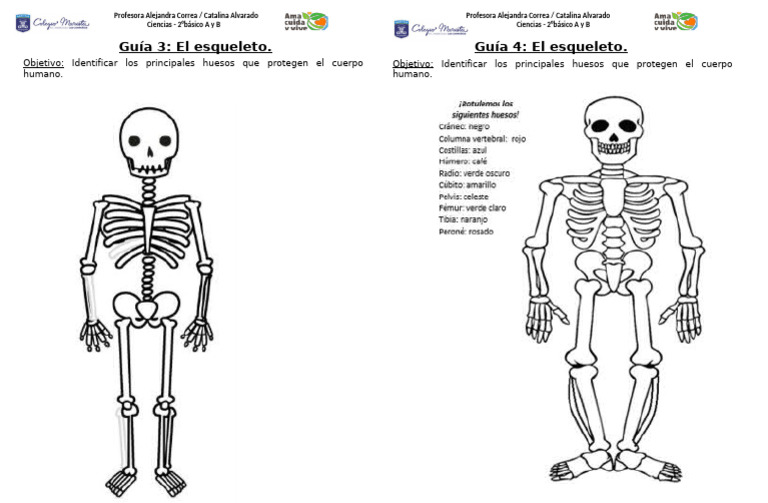Guía 3 y 4. El Esqueleto | PDF