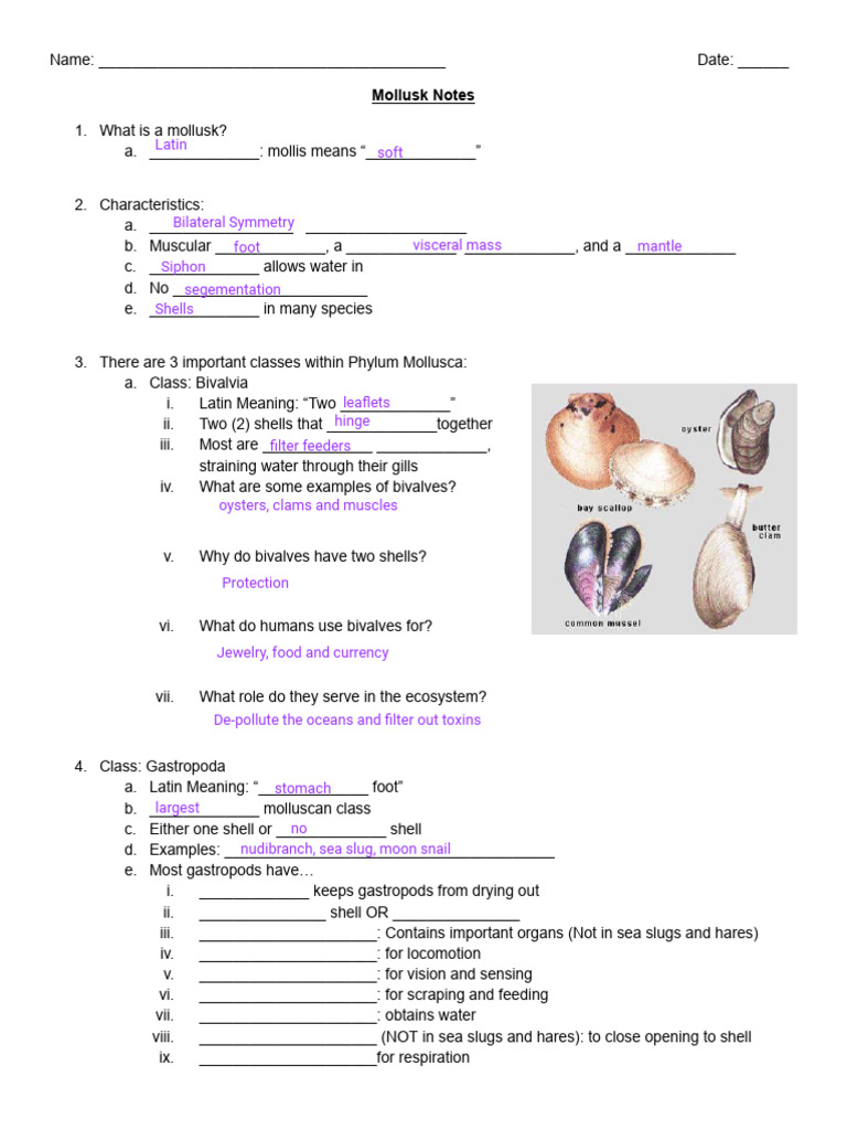Mollusk Overview: Classes & Characteristics | PDF | Mollusca | Bivalvia