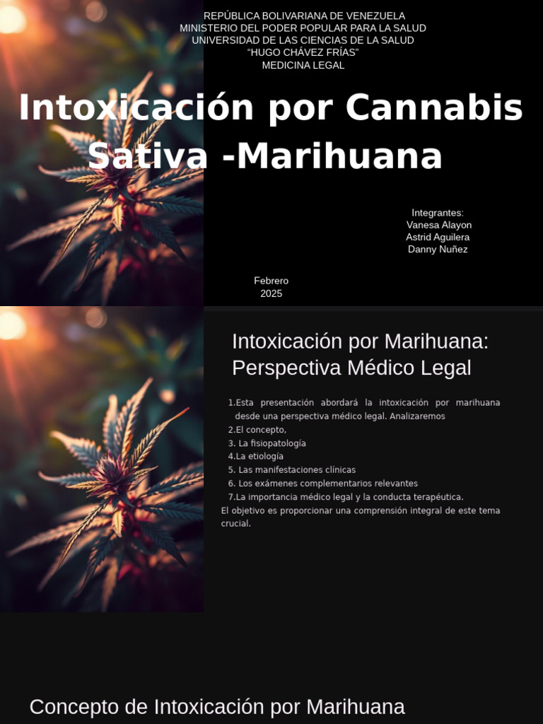 Intoxicacion-por-MarihuanaMedicoLegal - PPTX 20250227 005056 0000 | PDF | Cannabis (Droga ...
