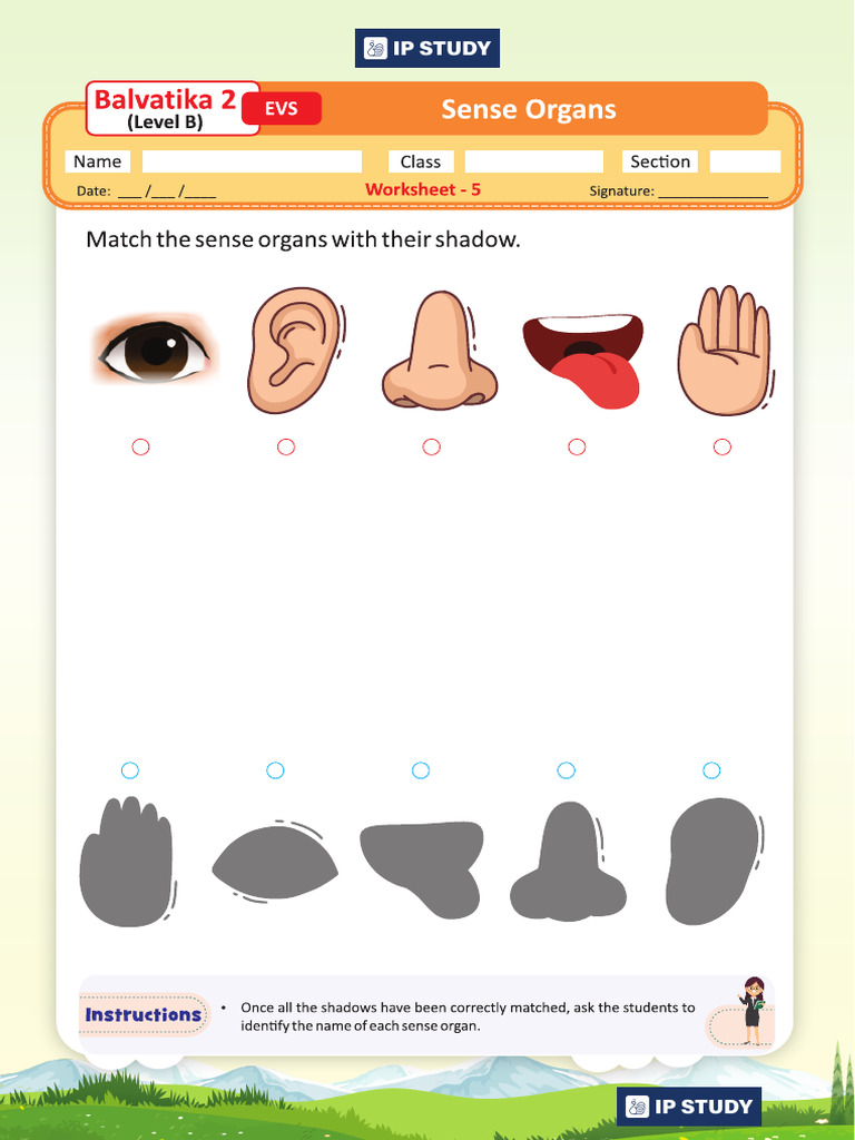 Chapter03 - Sense Organs - 1747208626448 | PDF