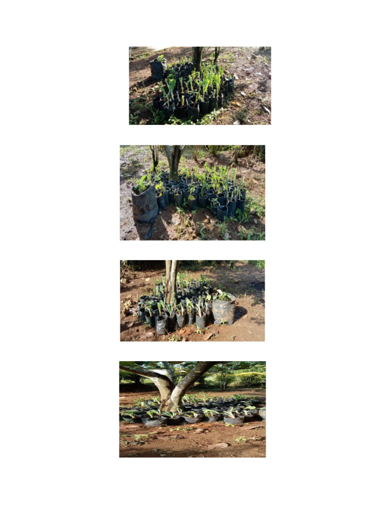 Foto Bibit Tanaman2 | PDF