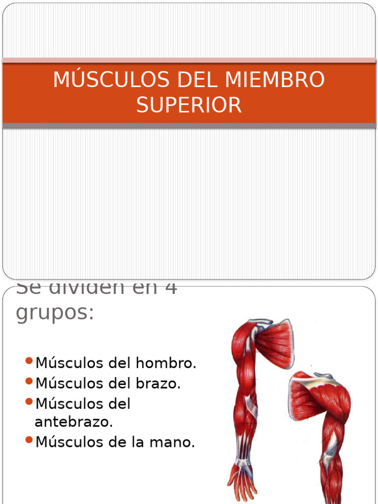 Musculos Del Miembro Superior | PDF | Mano | Hombro