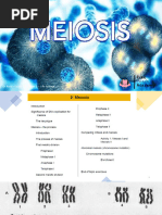 Video Recap of Meiosis by Amoeba Sisters Updated Pictures | PDF | Meiosis | Chromosome
