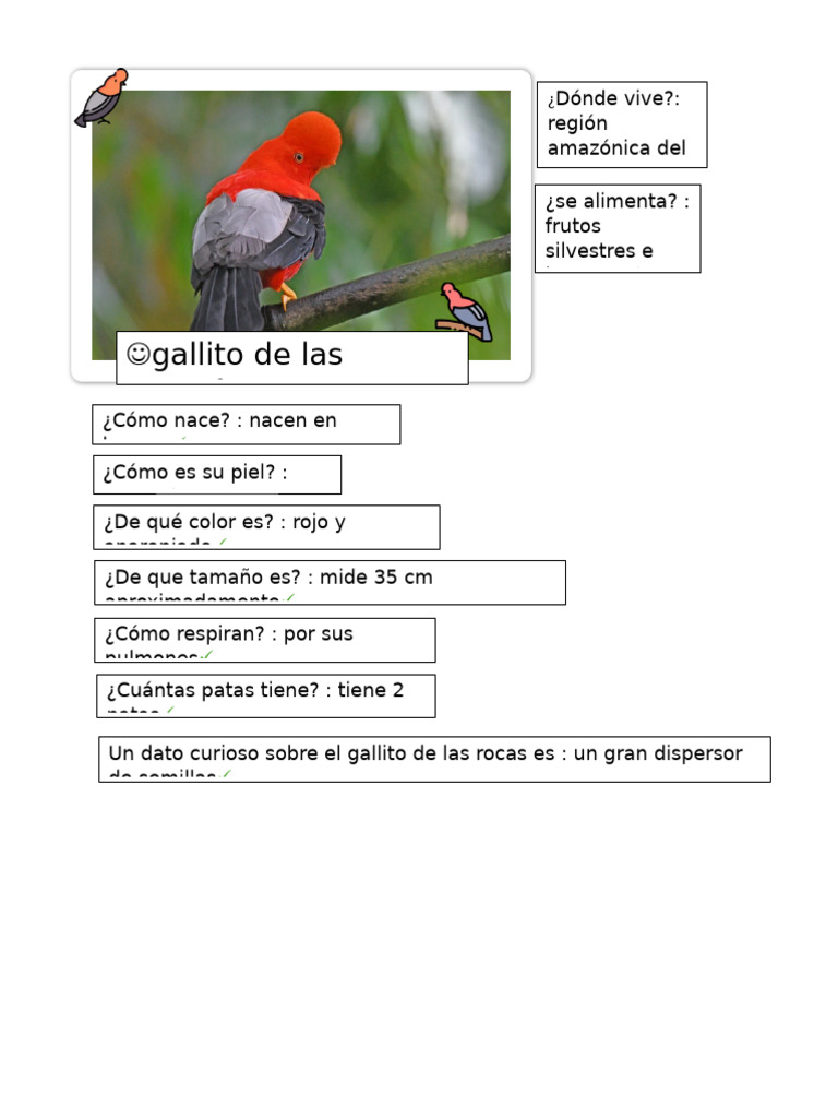 Kharely Gallito de Las Rocas | PDF