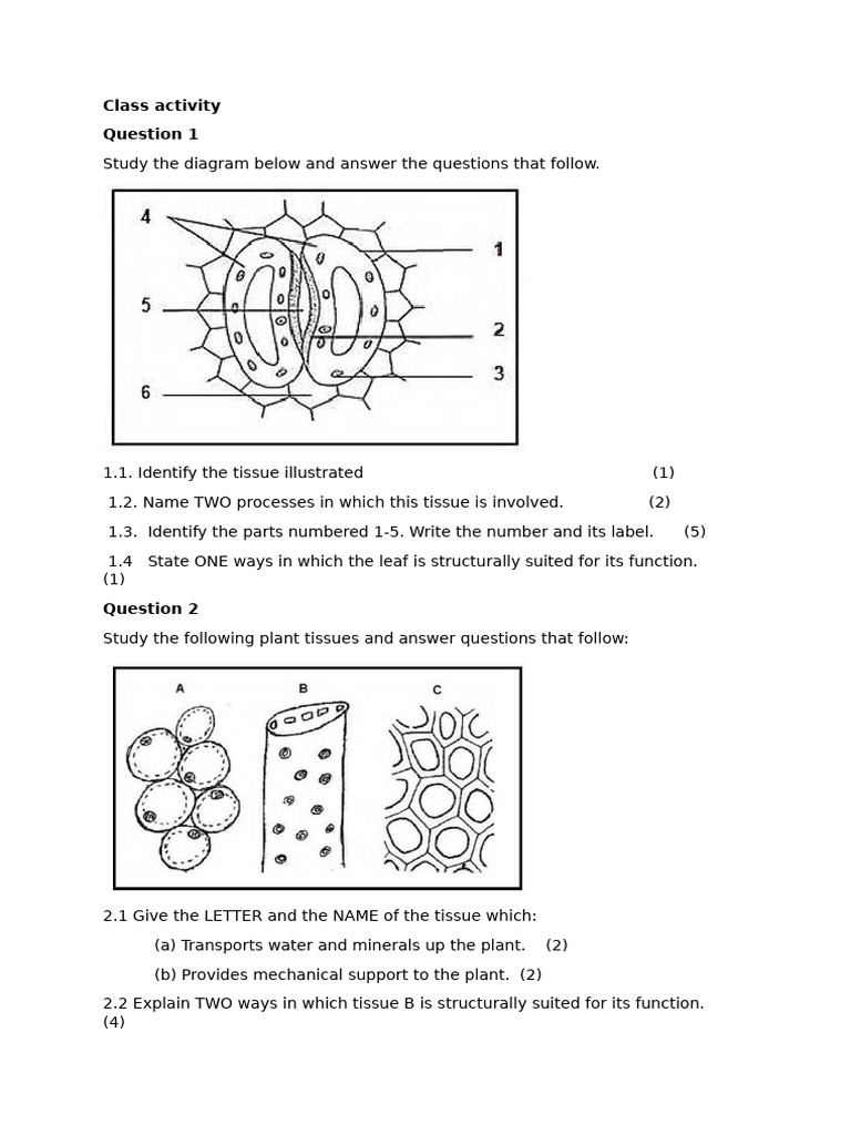 ACTIVITY-PLANT PERMANENT TISSUE | PDF