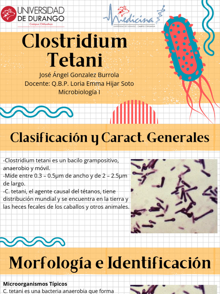 Clostridium Tetani | PDF | Las bacterias | Antígeno