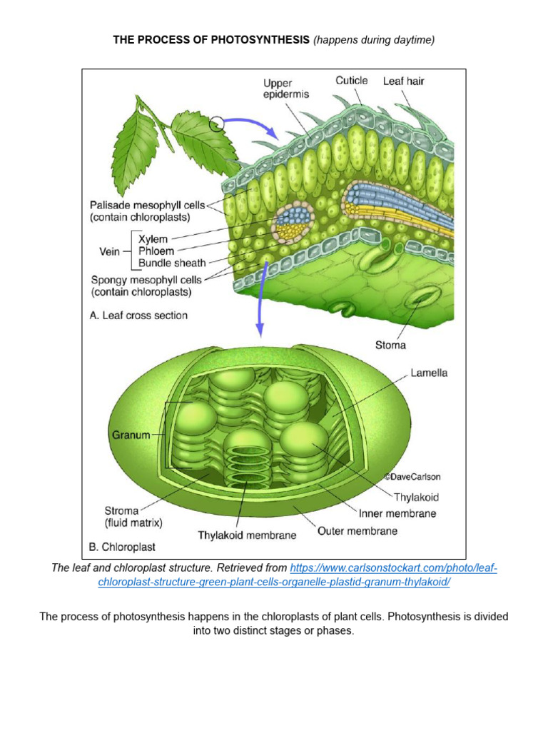 The Process of Photosynthesis | PDF | Photosynthesis | Chloroplast