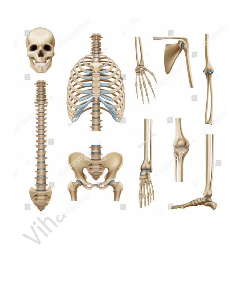 Skeleton structure | PDF