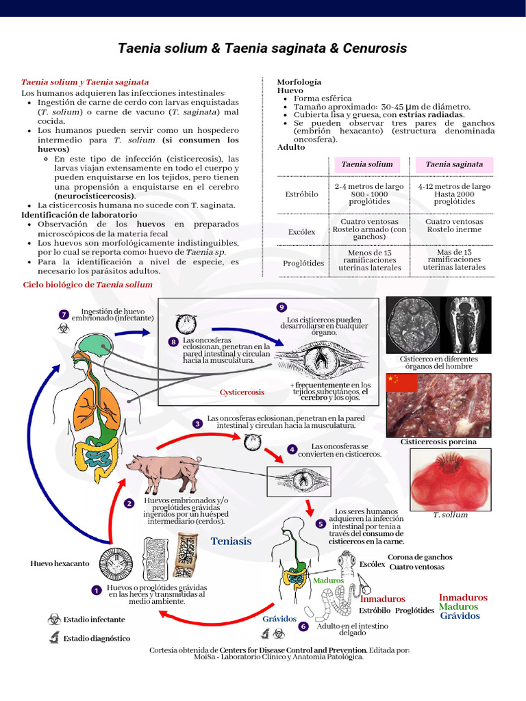 Taenia solium y saginata: Infecciones y Cenurosis | PDF ...