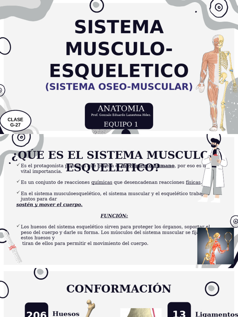 Sistema Musculo Esqueletico Eq 1 Pdf Articulación Músculo