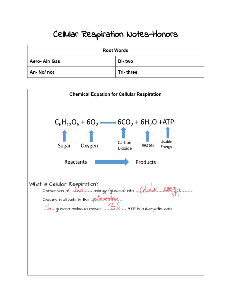 HONORS+Student+Notes +Cellular+Respiration+'23+ | PDF | Cellular ...