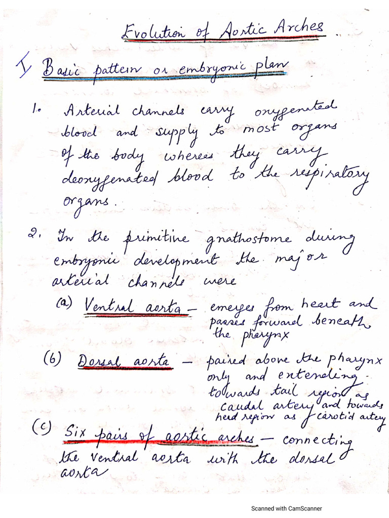 Evolution of Aortic Arches | PDF