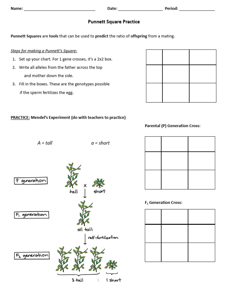 Punnett Square Practice Worksheet | PDF | Dominance (Genetics) | Genotype