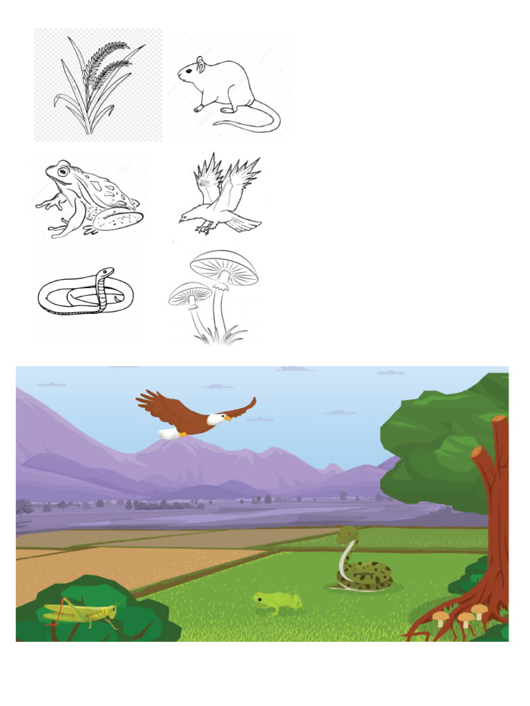 Sketsa Rantai Makanan | PDF