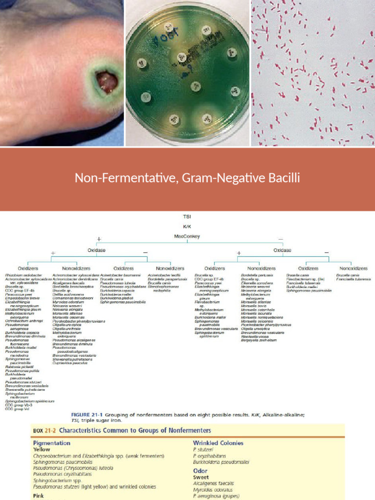 Non Fermentative, Gram Negative Bacilli | PDF | Pseudomonas Aeruginosa | Pseudomonas