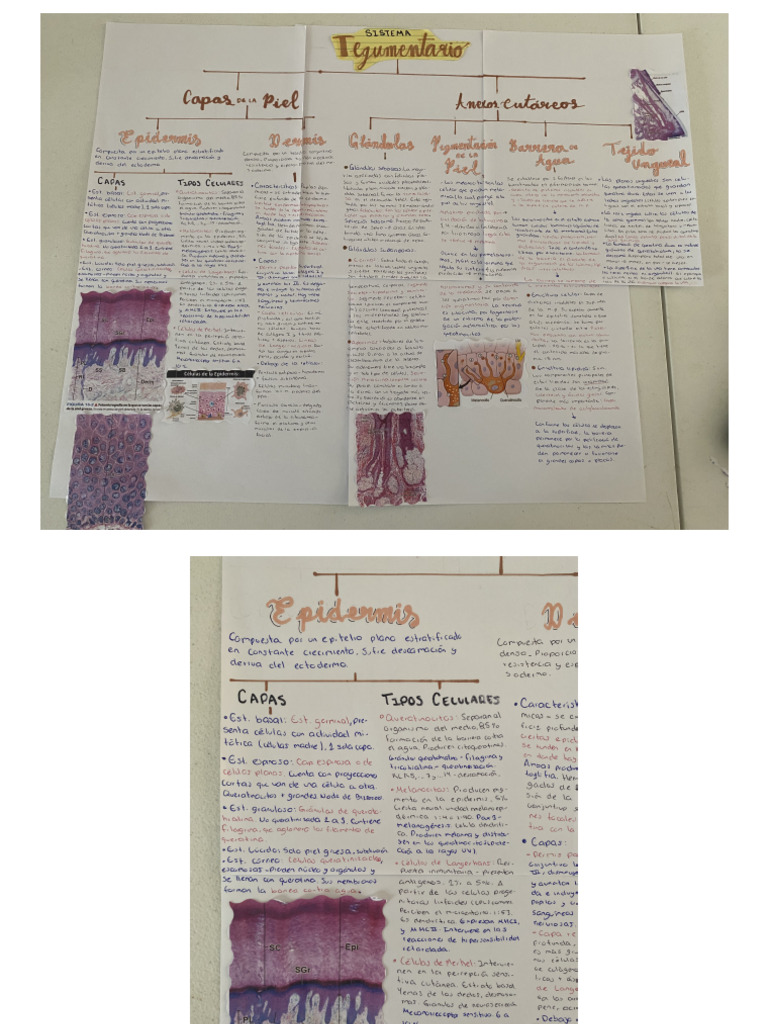 Abigail Vázquez Alejandro - 2B - Tegumentario | PDF